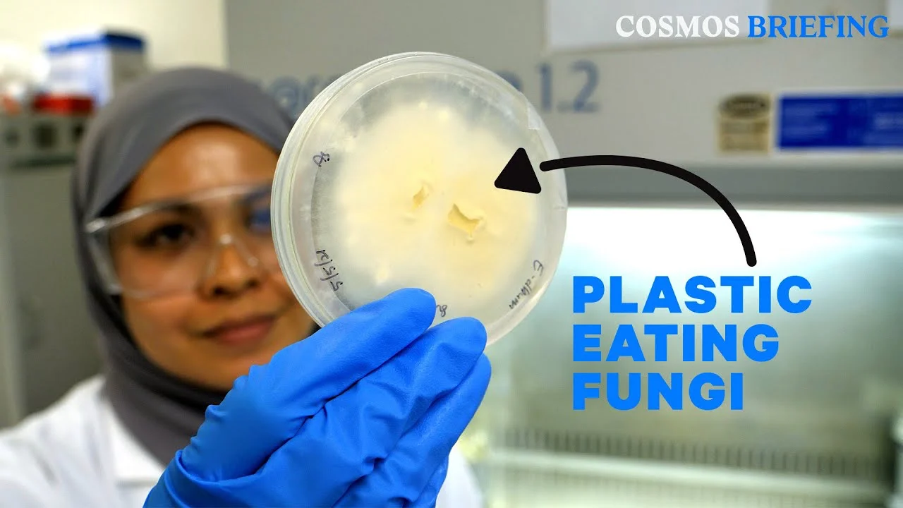 Fungi that Consumes Plastic: A Solution to our Waste Woes? - Renew the ...